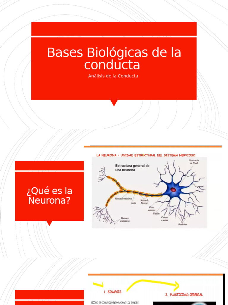 Bases Biologicas de La Conducta | PDF