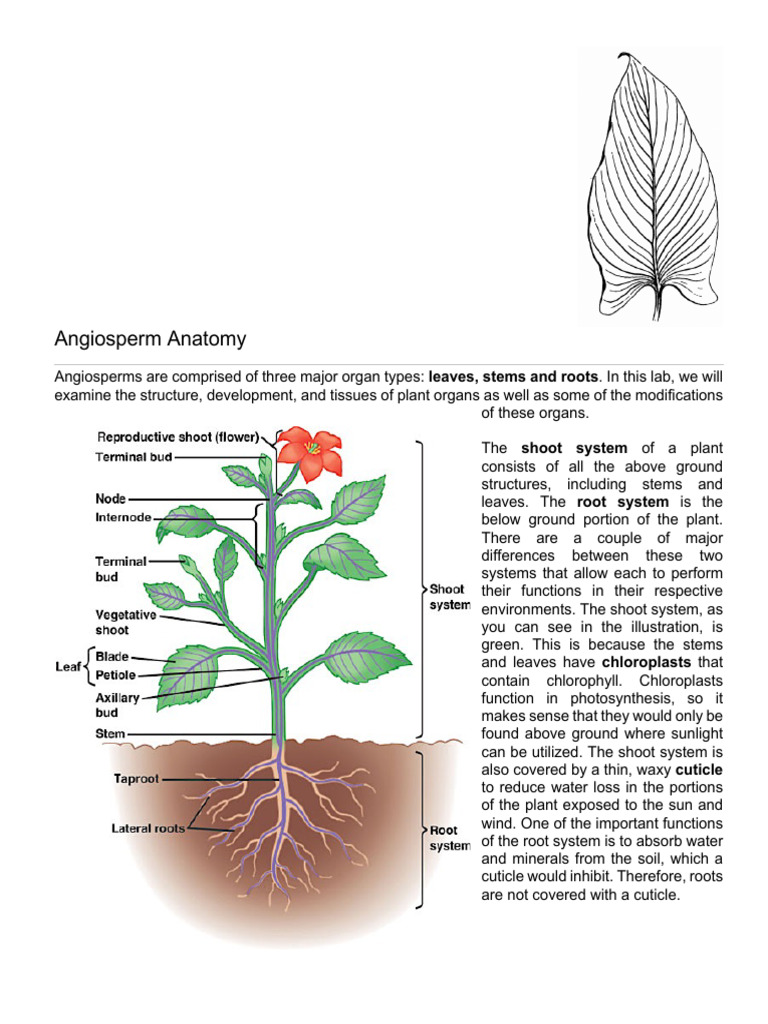 Angiosperm Anatomy | PDF | Leaf | Plant Stem