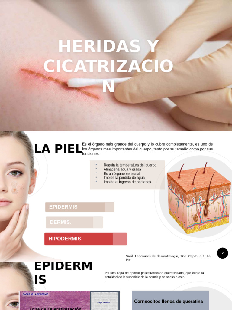 Herida y Cicatrizacion Final-1 | PDF | Piel | Cicatrización de la herida