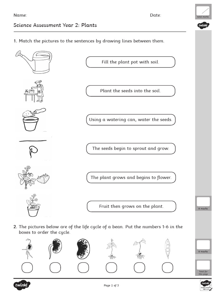 Science Plants Assessment | PDF | Seed | Plants