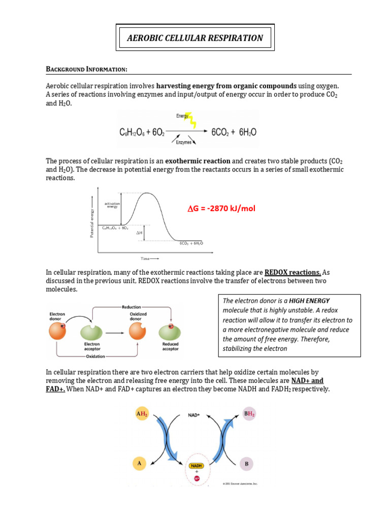 Stages of Cellular Respiration | PDF | Cellular Respiration | Citric ...