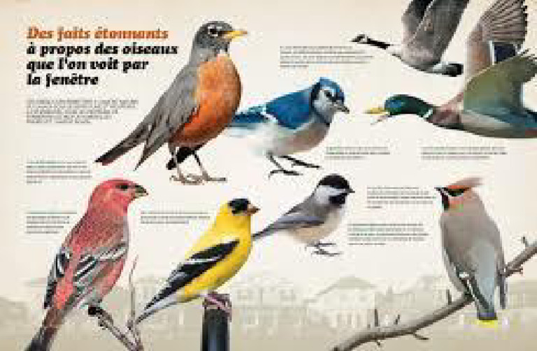 FormatFactory PicPDF 1 | PDF