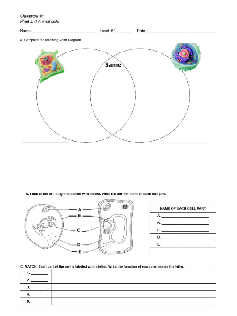 Plant and Animal Cells Classwork Guide | PDF