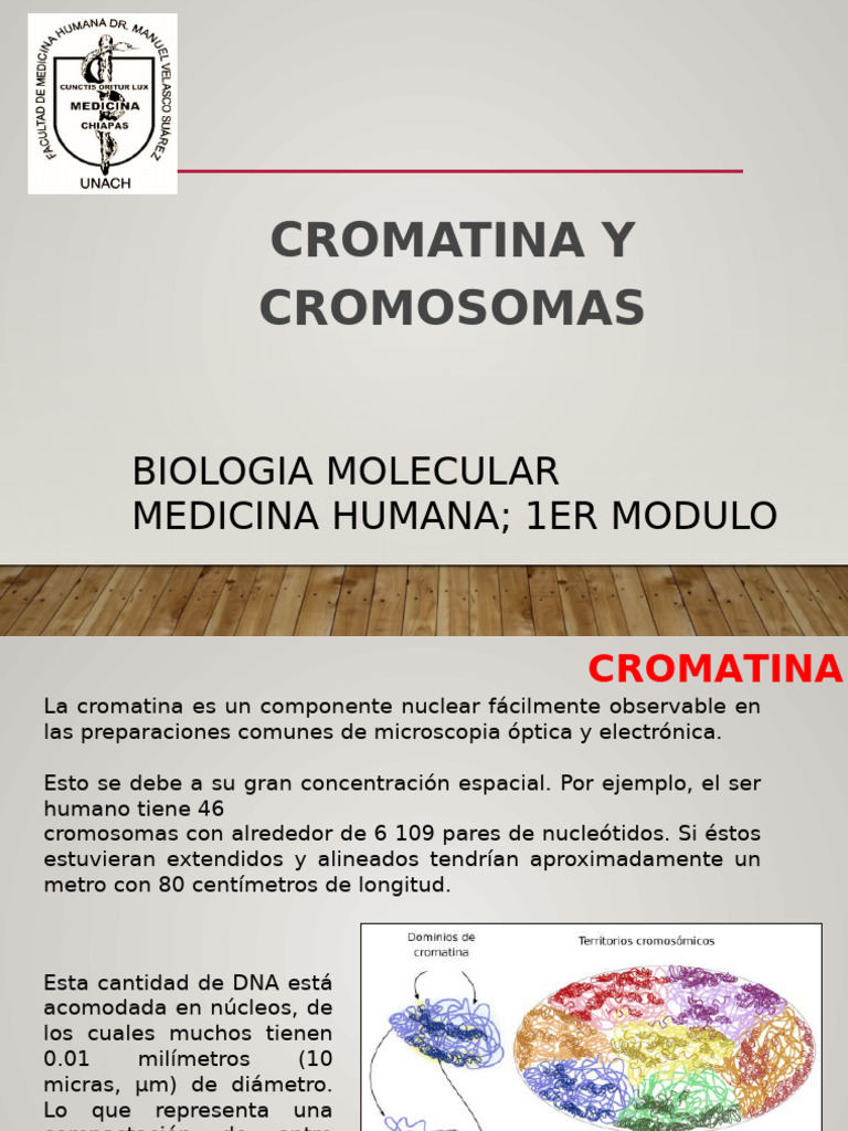 Cromatina y Cromosomas | PDF | Cromosoma | Cromatina