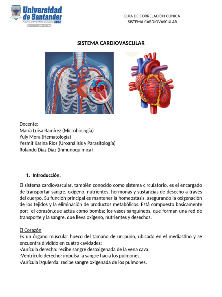 Guia Sistema Cardiovascular | PDF | Corazón | Sangre