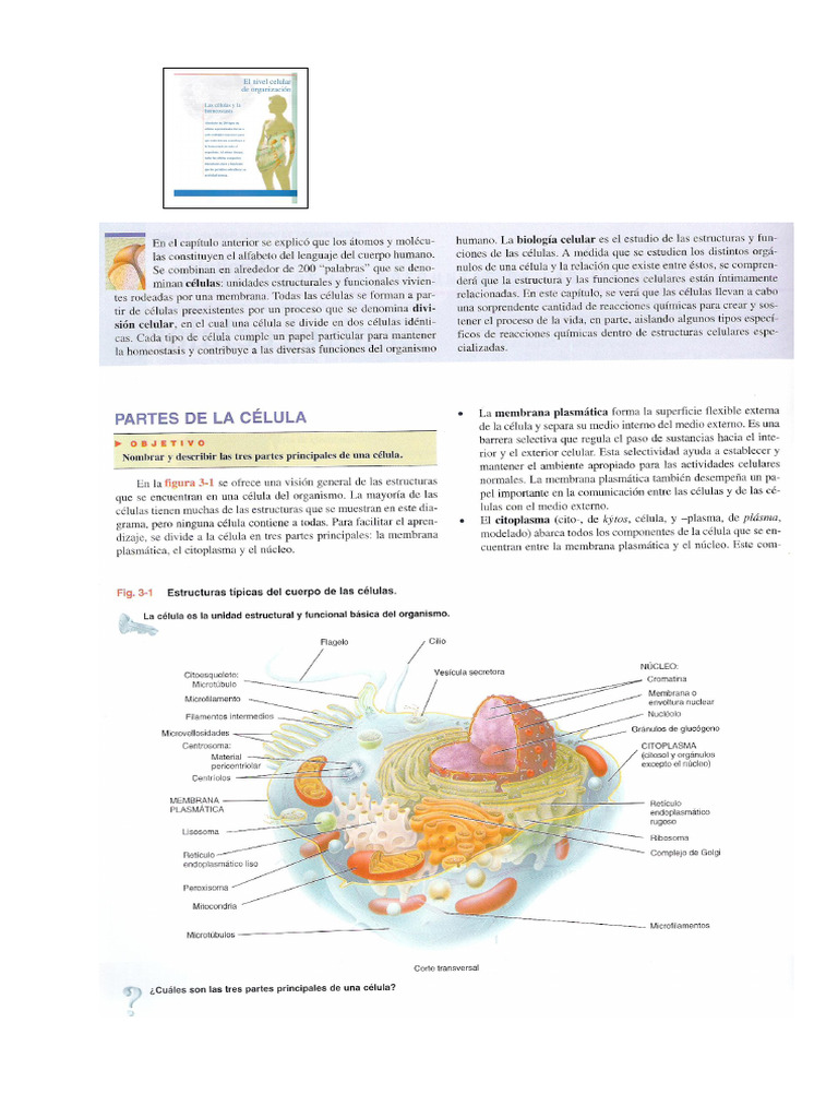 ANAF La Celula | PDF