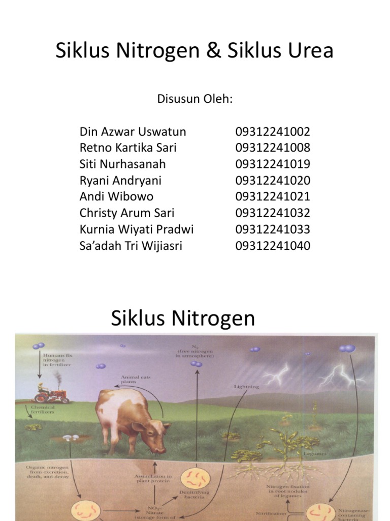Siklus Nitrogen & Siklus Urea | PDF