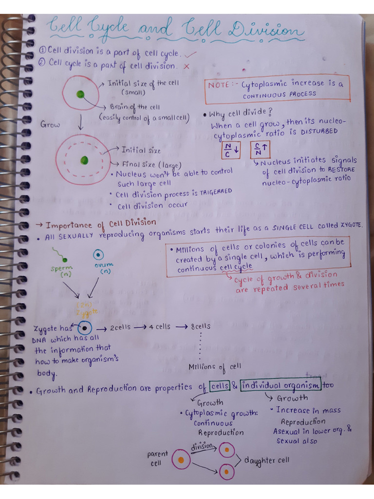 Cell Cycle and Division | PDF