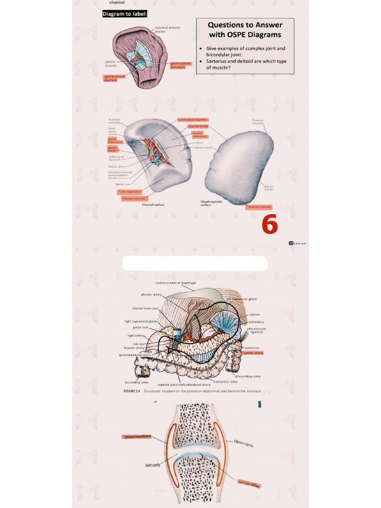Block 1 Ospe Diagrams | PDF