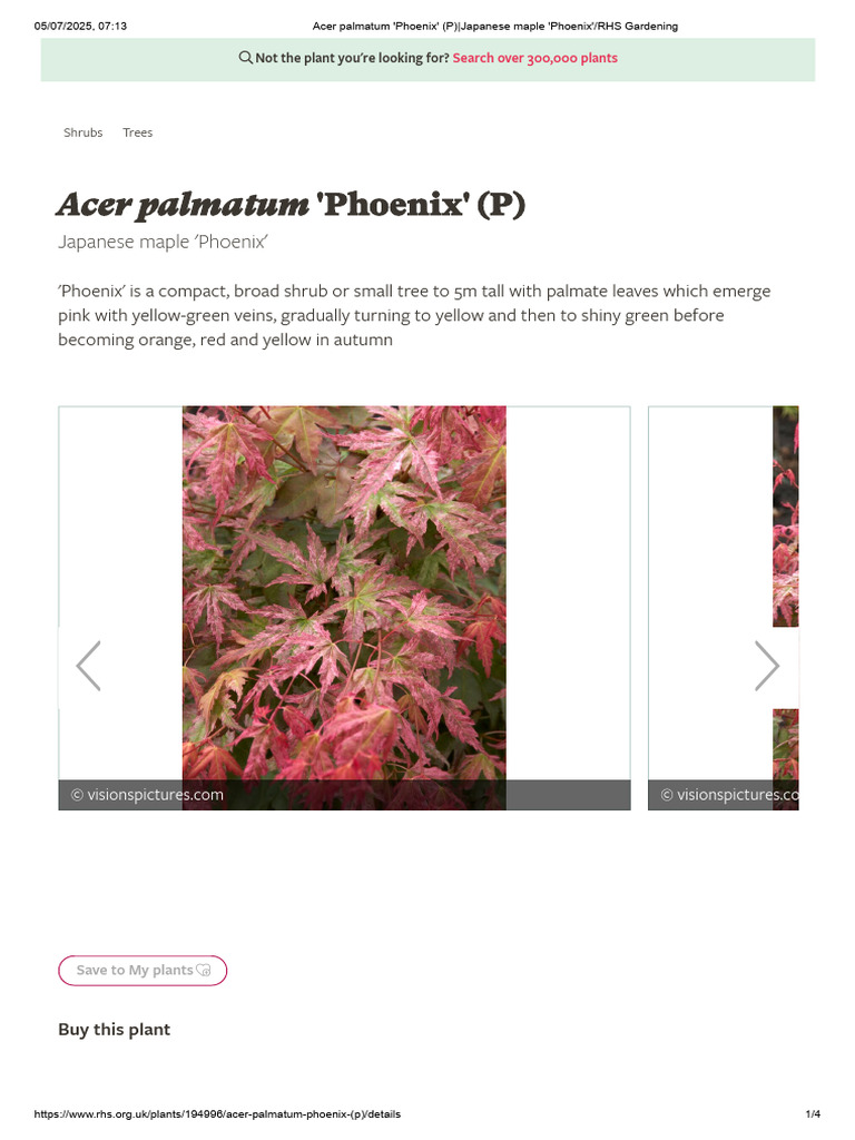 Acer Palmatum 'Phoenix' (P) - Japanese Maple 'Phoenix' - RHS Gardening ...