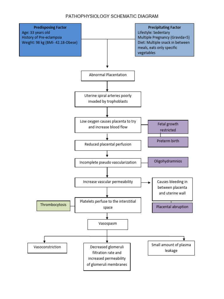 Pathophysiology of Pre Eclampsia | PDF | Medical Specialties | Clinical Medicine
