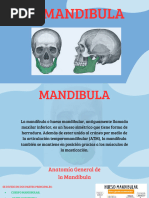 Anatomía y Función de la Mandíbula | PDF | Anatomía humana | Anatomía