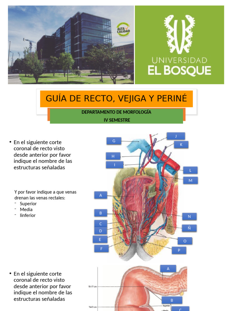 Guía de Periné, Recto y Vejiga | PDF | Pelvis | Sistema musculoesquelético