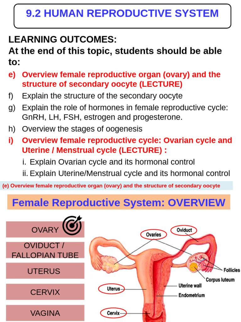 Progesterone Secretion in Ovarian Follicles | PDF | Menstrual Cycle ...