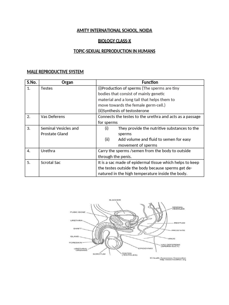 Sexual Reproduction in Humans | PDF | Uterus | Menstrual Cycle