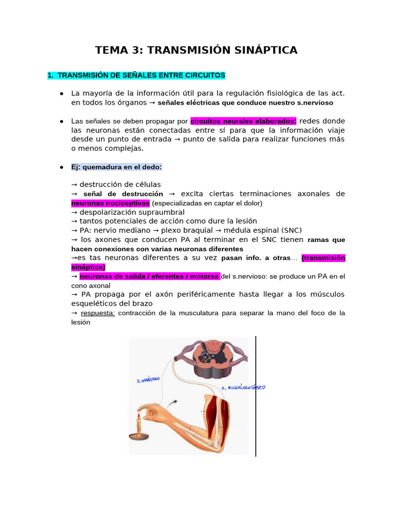 FG p2 Tema 3 - Transmisión Sináptica | PDF | Sinapsis | Neurona