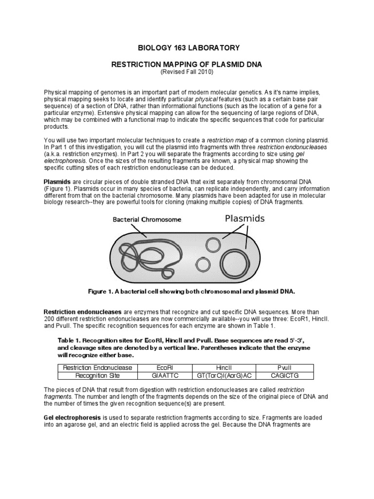 Restriction Mapping | PDF | Gel Electrophoresis | Agarose Gel ...