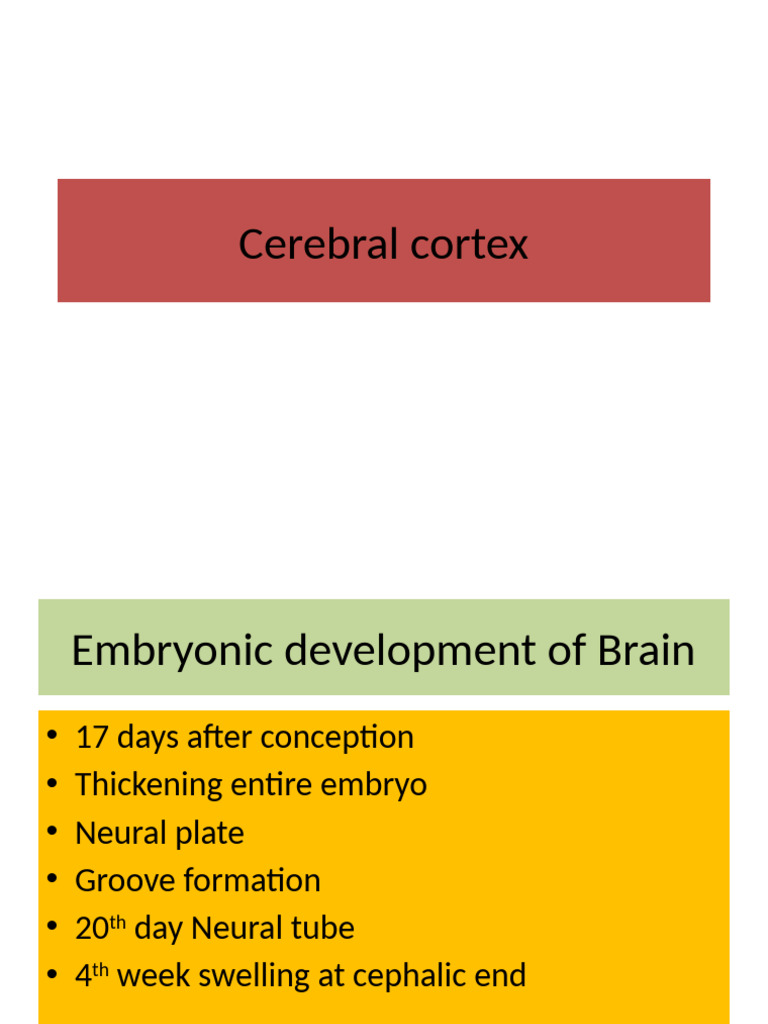 Cerebral Cortex: Structure and Function | PDF | Cerebral Cortex ...