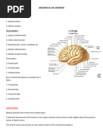 Gross Neuroanatomy Overview | PDF | Human Anatomy | Organ (Anatomy)