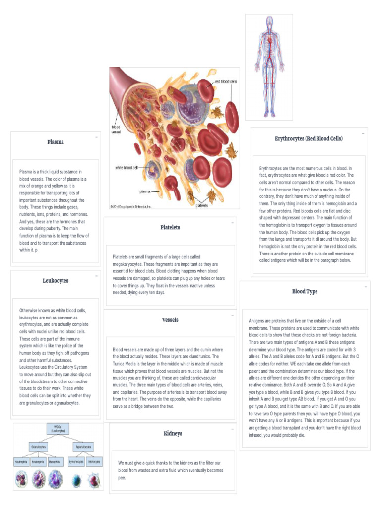 Canvas Blood Structure and Function 250208 1549 | PDF | Red Blood Cell ...