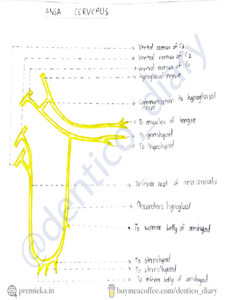 Ansa Cervicalis, Content of Carotid Triangle | PDF