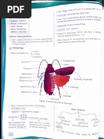 Cockroach Ncert | PDF