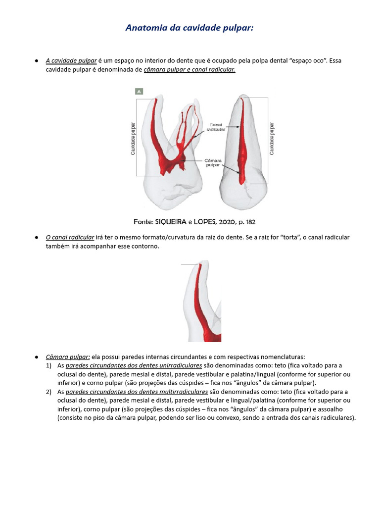 Anatomia da Cavidade Pulpar e Canal Radicular | PDF | Áreas da odontologia