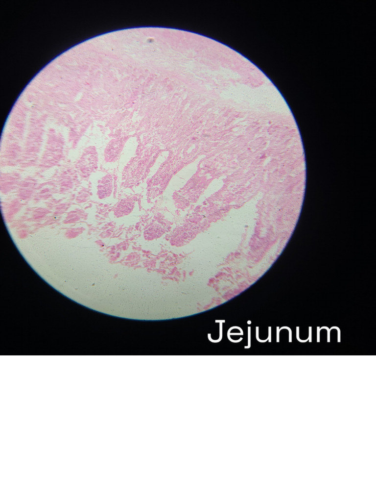 Histo Slides 29-46 | PDF