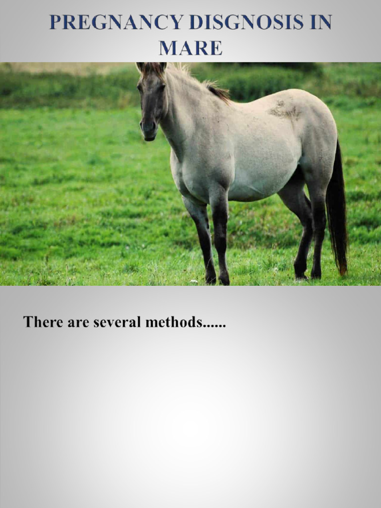 Pregnancy Diagnosis in Mare & Sow | PDF | Pregnancy | Uterus