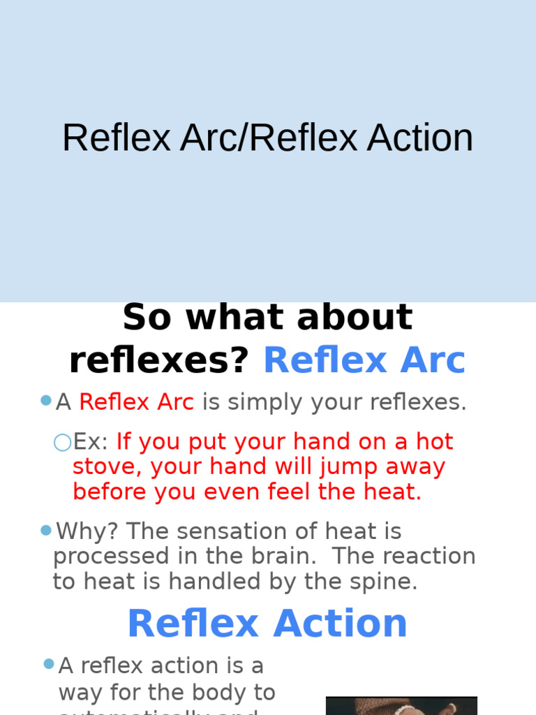 Reflex Arc - Reflex Action | PDF