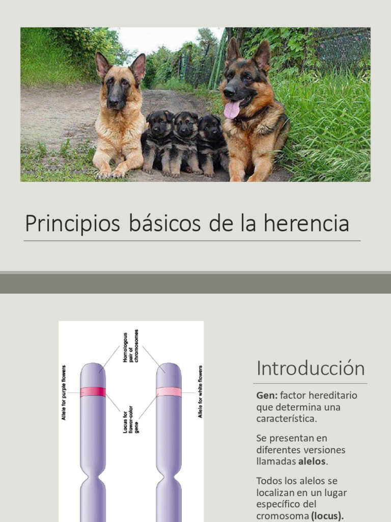 1.2 Principios Herencia | PDF | Alelo | Dominancia (Genética)