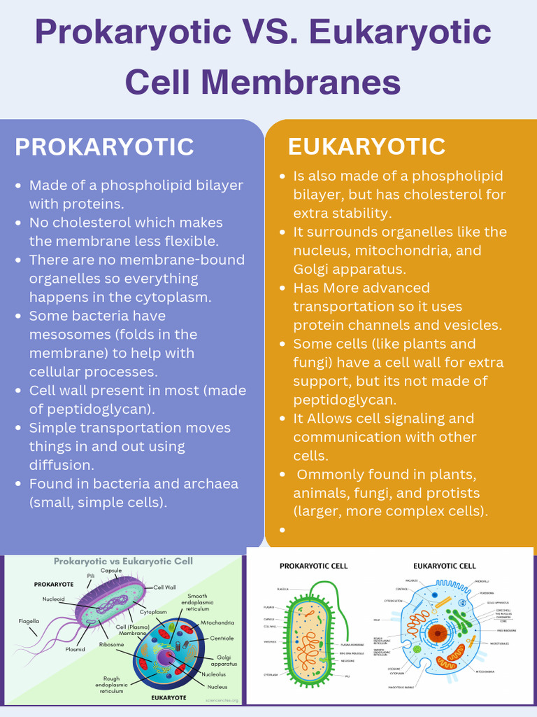 Purple and Blue Illustrative Process Infographic Poster PDF | PDF ...