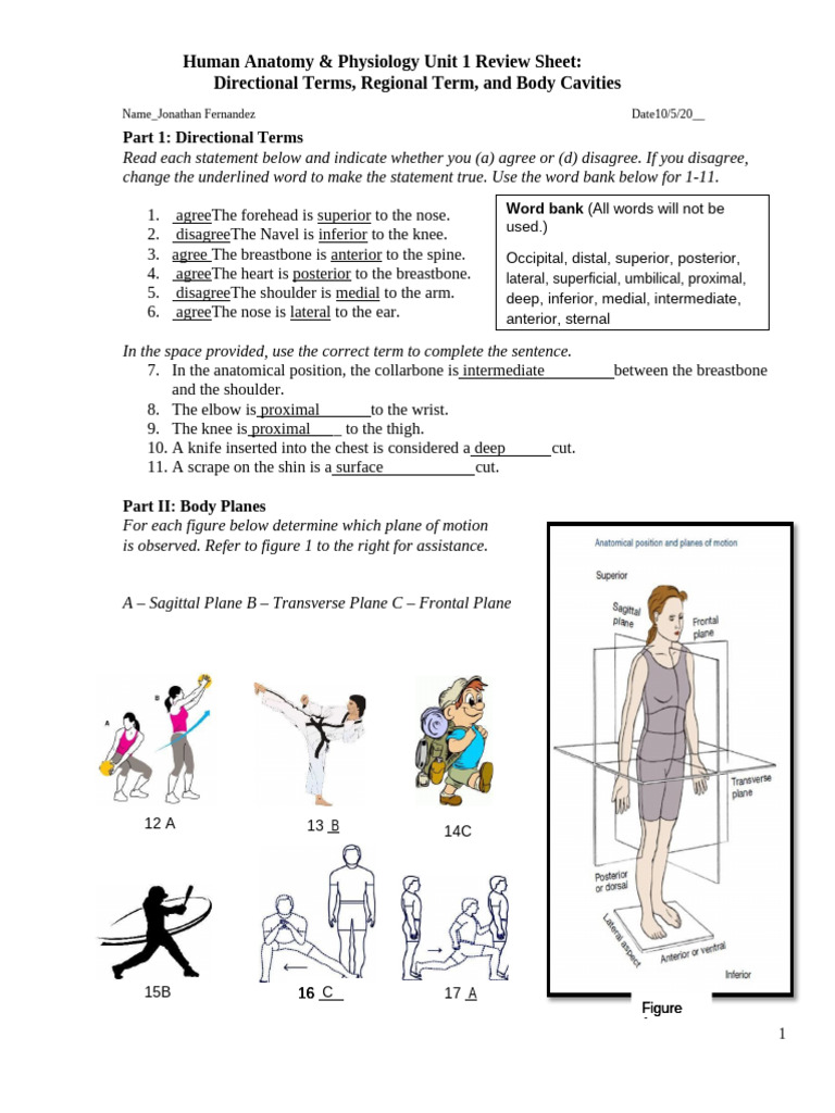 Anatomy & Physiology Review: Terms & Cavities | PDF | Anatomical Terms ...