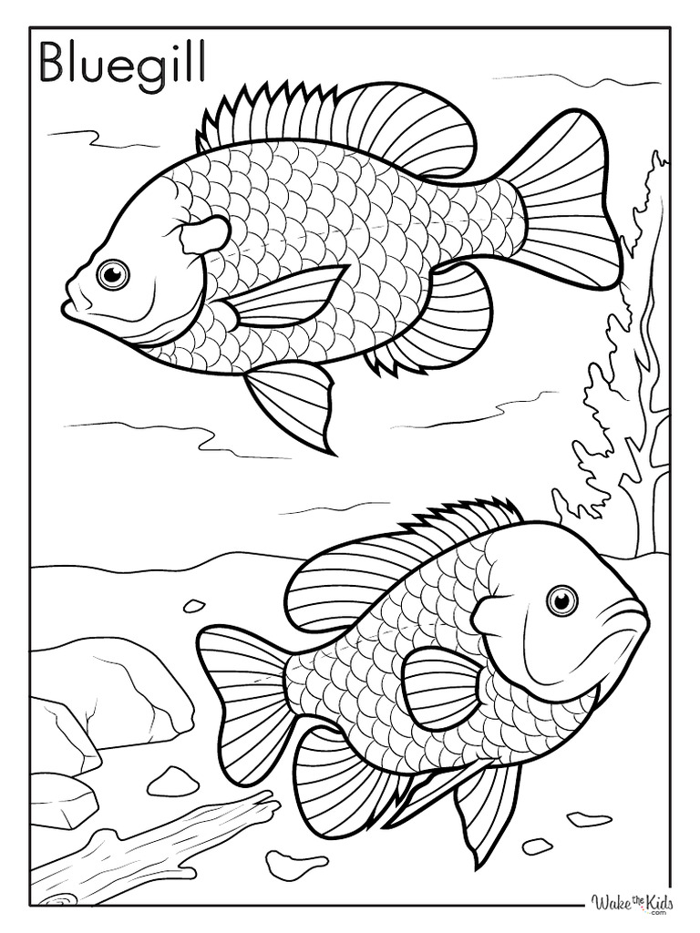 Bluegill Coloring Page A4 | PDF