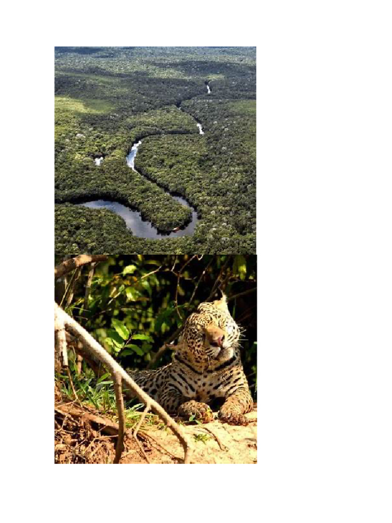 Biodiversidad Oculta Del Amazonas Colombiano | PDF | Deforestación ...