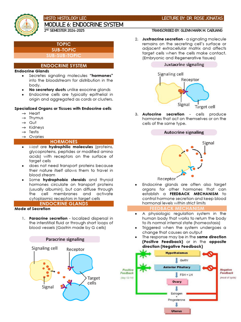 Histology - Endocrine System | PDF | Adrenal Gland | Endocrine System