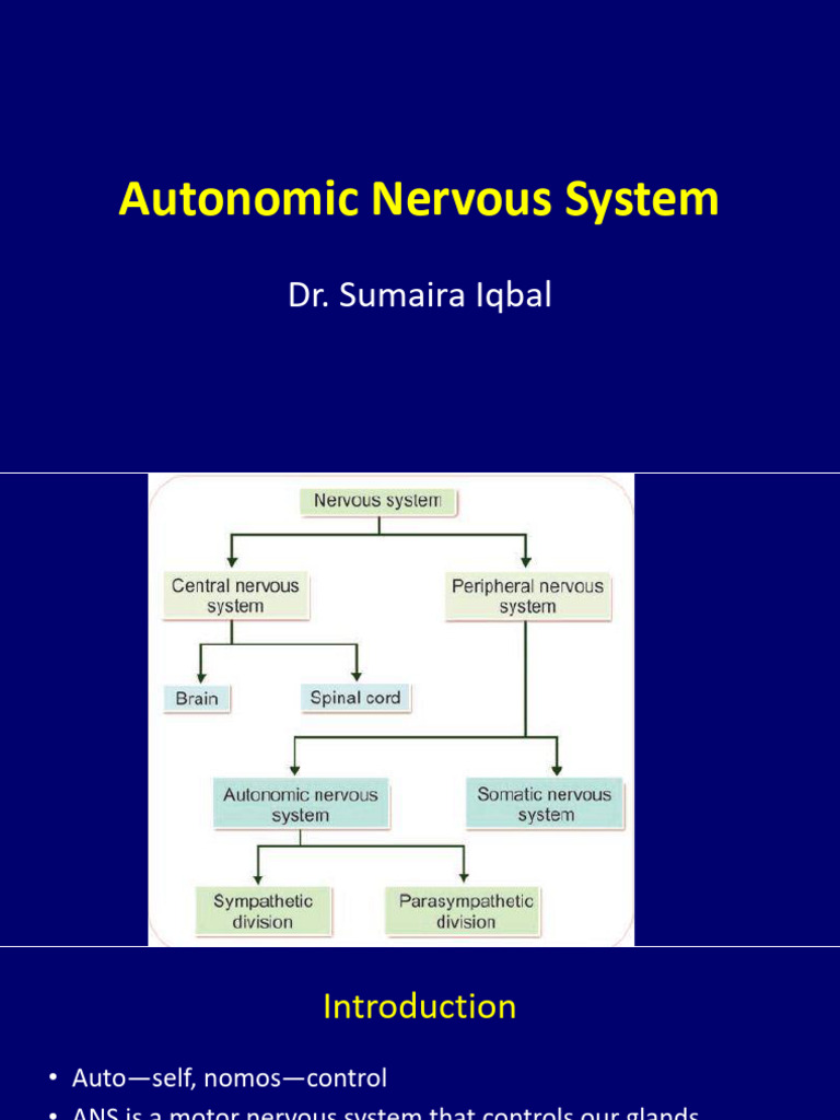 Understanding the Autonomic Nervous System | PDF | Acetylcholine ...