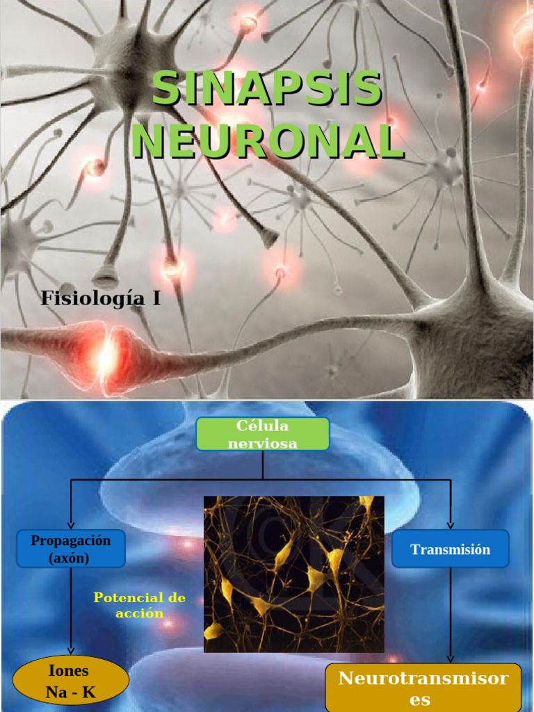 SINAPSIS | PDF | Sinapsis | Cerebro