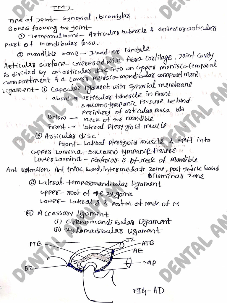 TMJ Notes | PDF