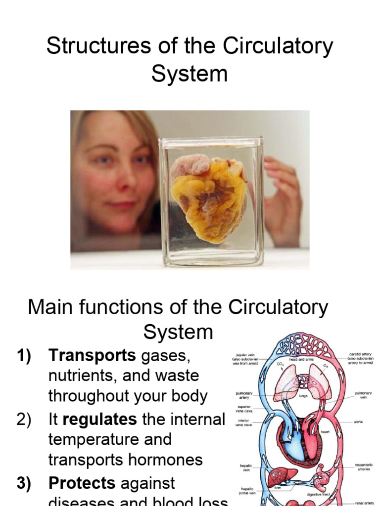 Circulatory System Structures Explained | PDF | Heart Valve | Heart