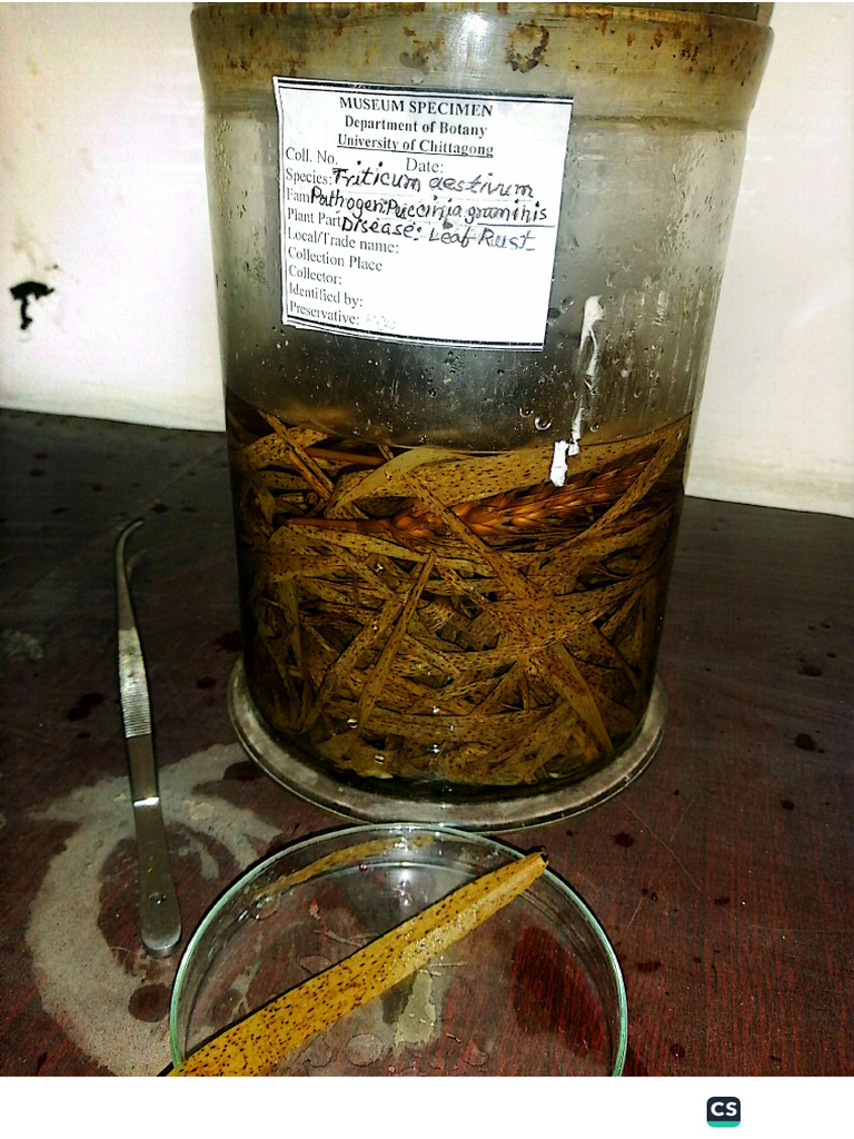 Pathology Spot Identification | PDF