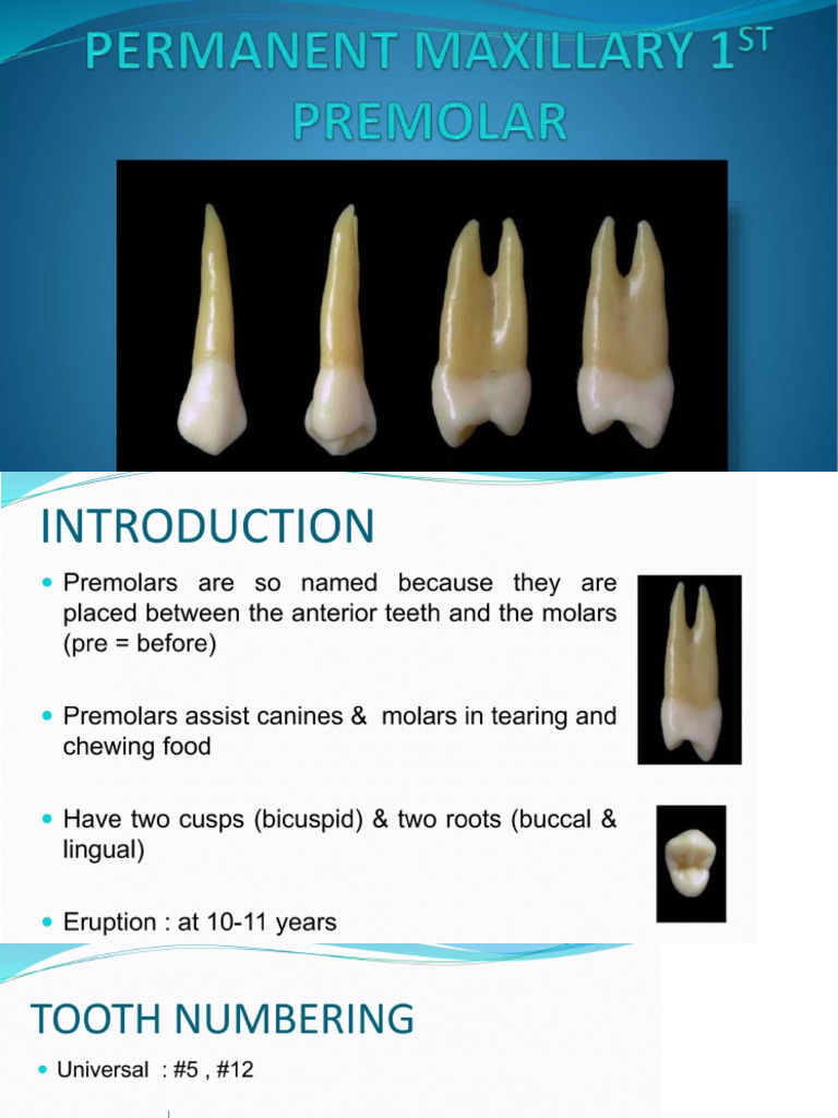 Max 1st Premolar | PDF