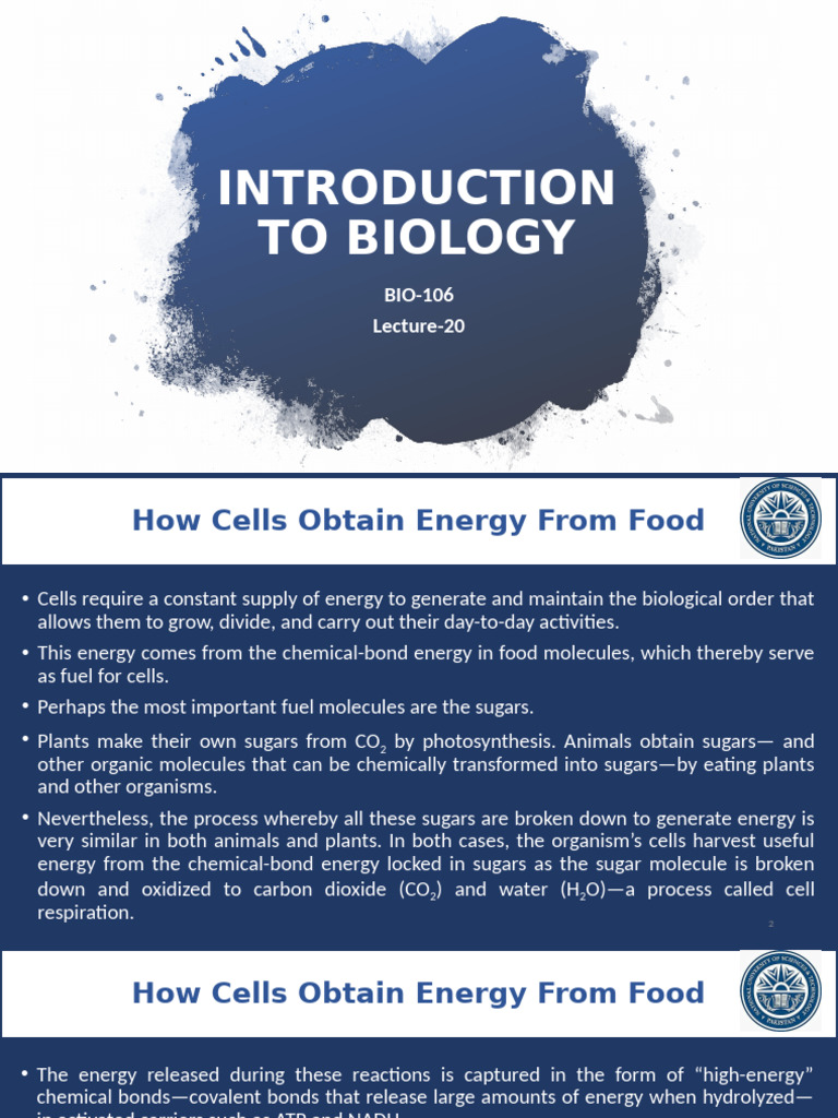 Bio Lecture 20 (1) | PDF | Glycolysis | Cellular Respiration