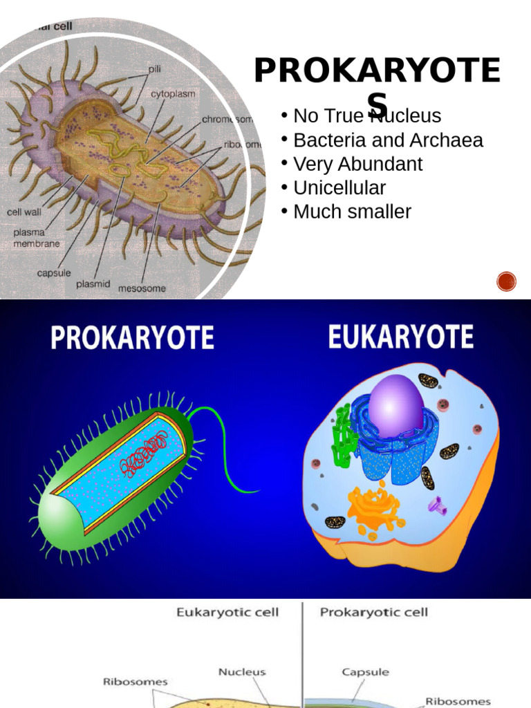 Prokaryotic Cell Structure and Functions | PDF | Cell (Biology ...