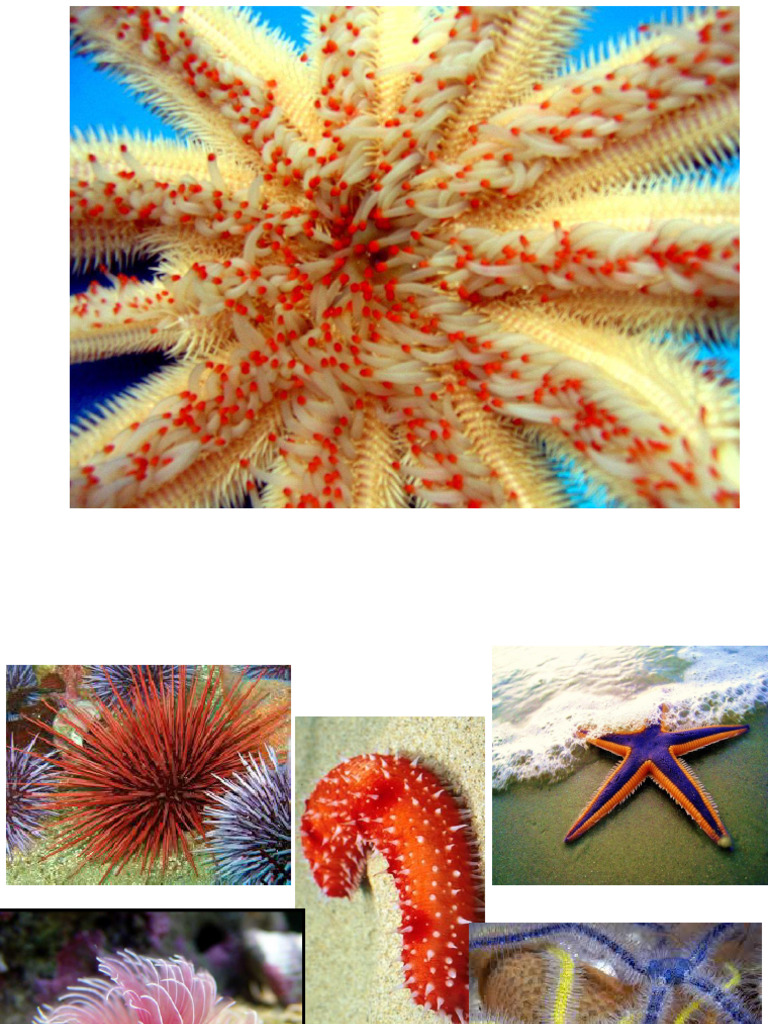 Phylum Echinodermata 1st Level | PDF | Zoology