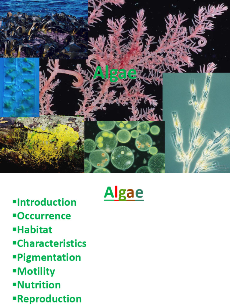 Algae | PDF | Ploidy | Algae