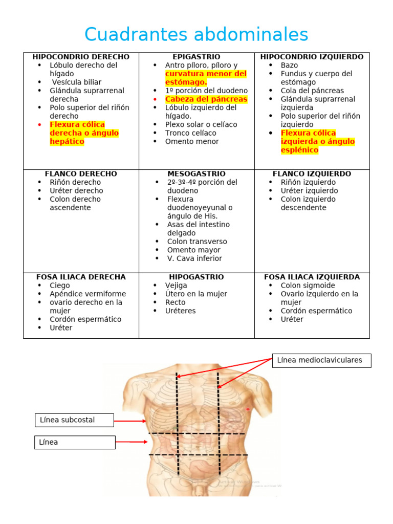 Abdomen | PDF