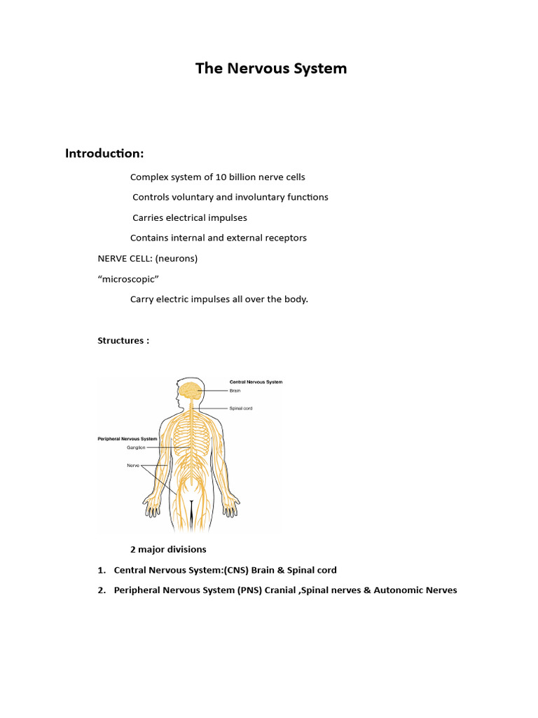 Overview of the Nervous System | PDF | Central Nervous System | Nervous ...
