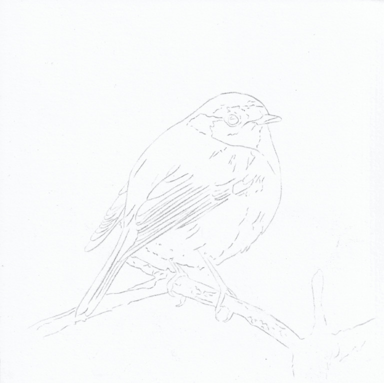 Robin Line Drawing | PDF