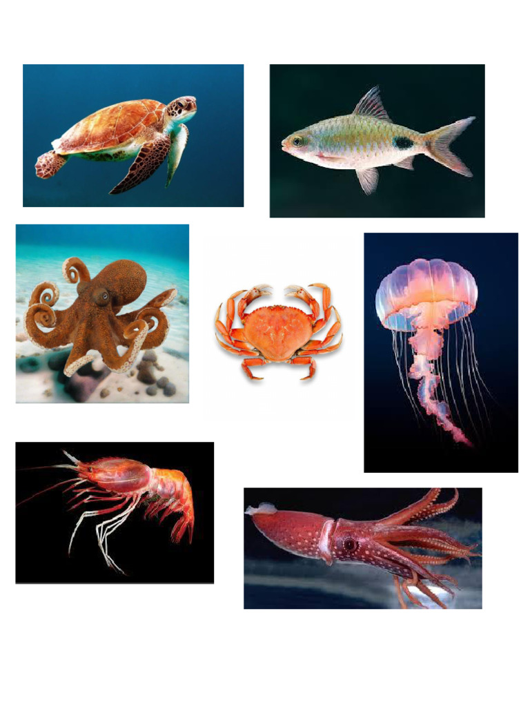 Sea Animals | PDF